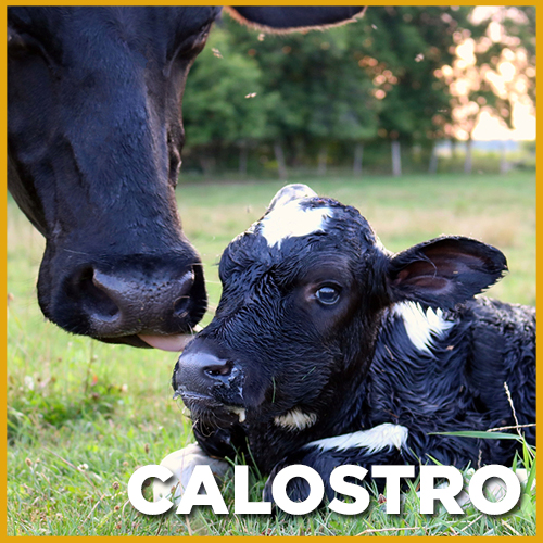 Calostro, consideraciones para un buen manejo - Dial Vacuno